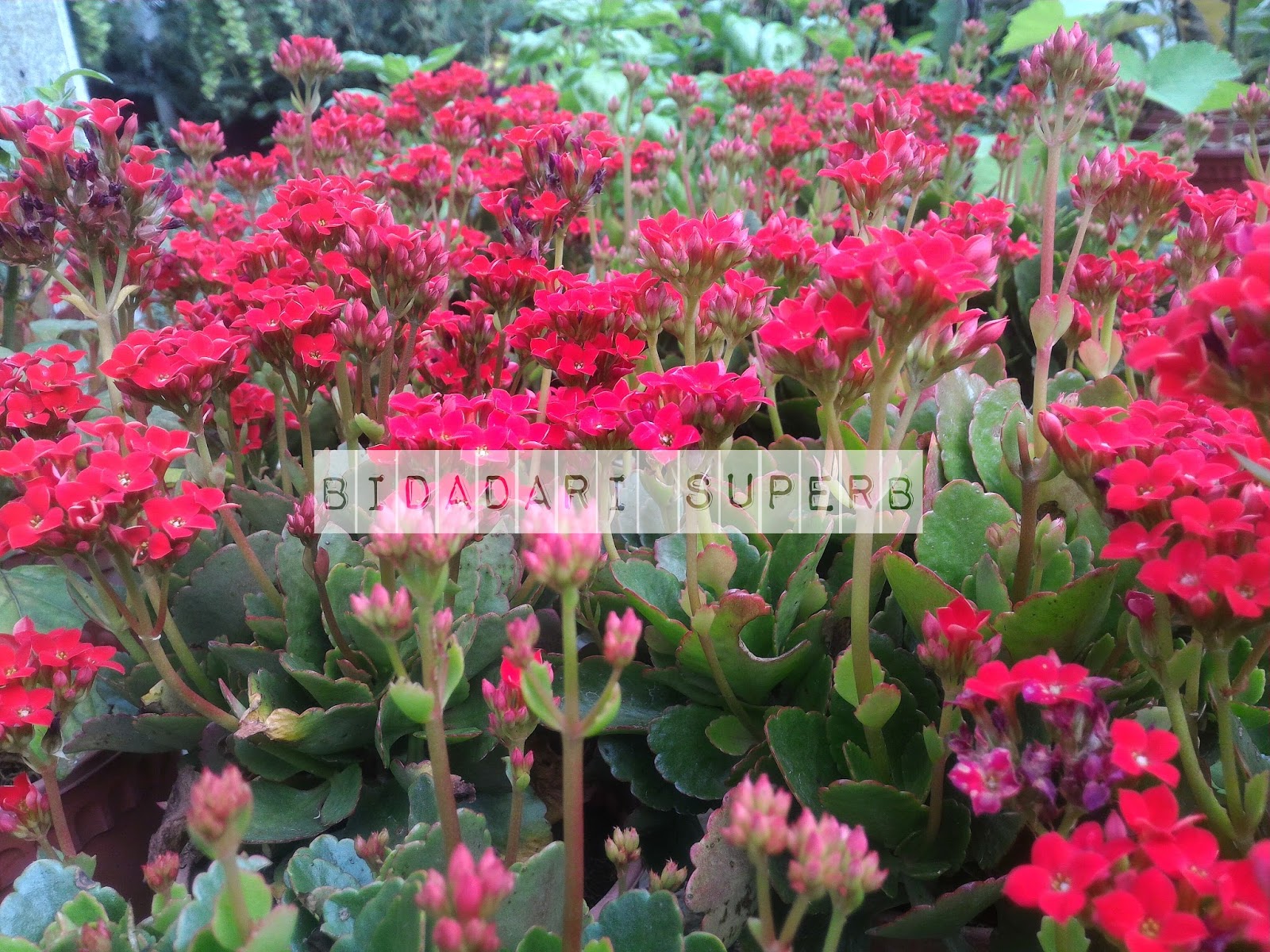 Kesegaran Bunga di Cameron Highland.