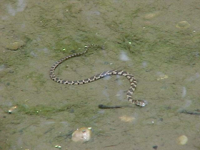 Animals World: water snake
