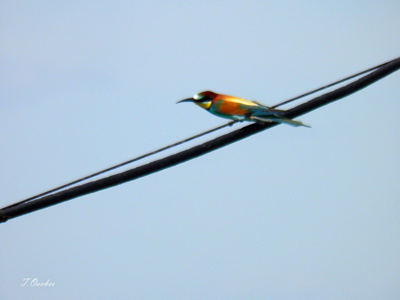 PASARI DIN ROMANIA: PRIGORIE, Merops apiaster