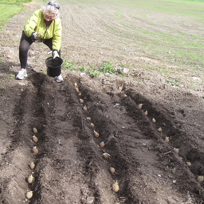 Ritas Fryd: Ta en potet