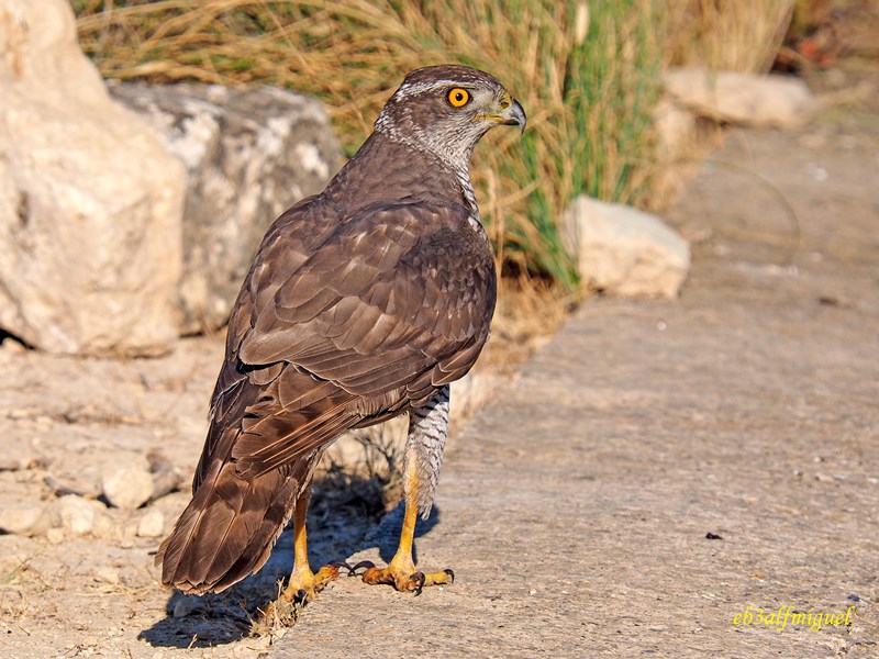 MIS AMIGAS LAS AVES: Azor común (Accipiter gentilis)