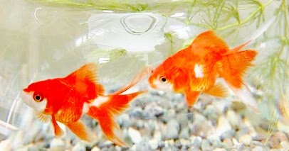 奈良倶楽部通信 part:II: NHKワールドTV「奈良特集放送」