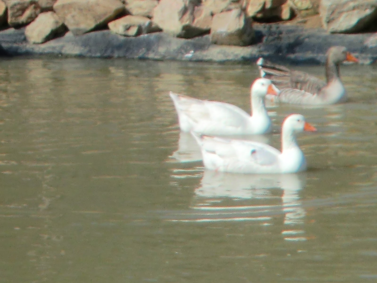 Naturaleza: ANIMALES DE LA NATURALEZA