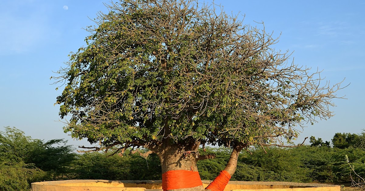 CRA ARTS: Kalpavriksha (The Divine Tree)