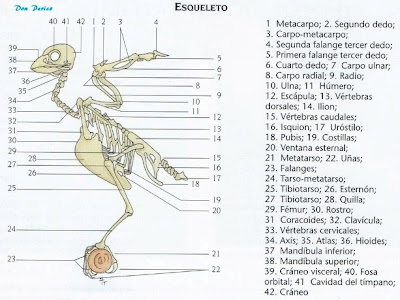 Don Perico: Partes de su anatomía y esqueleto