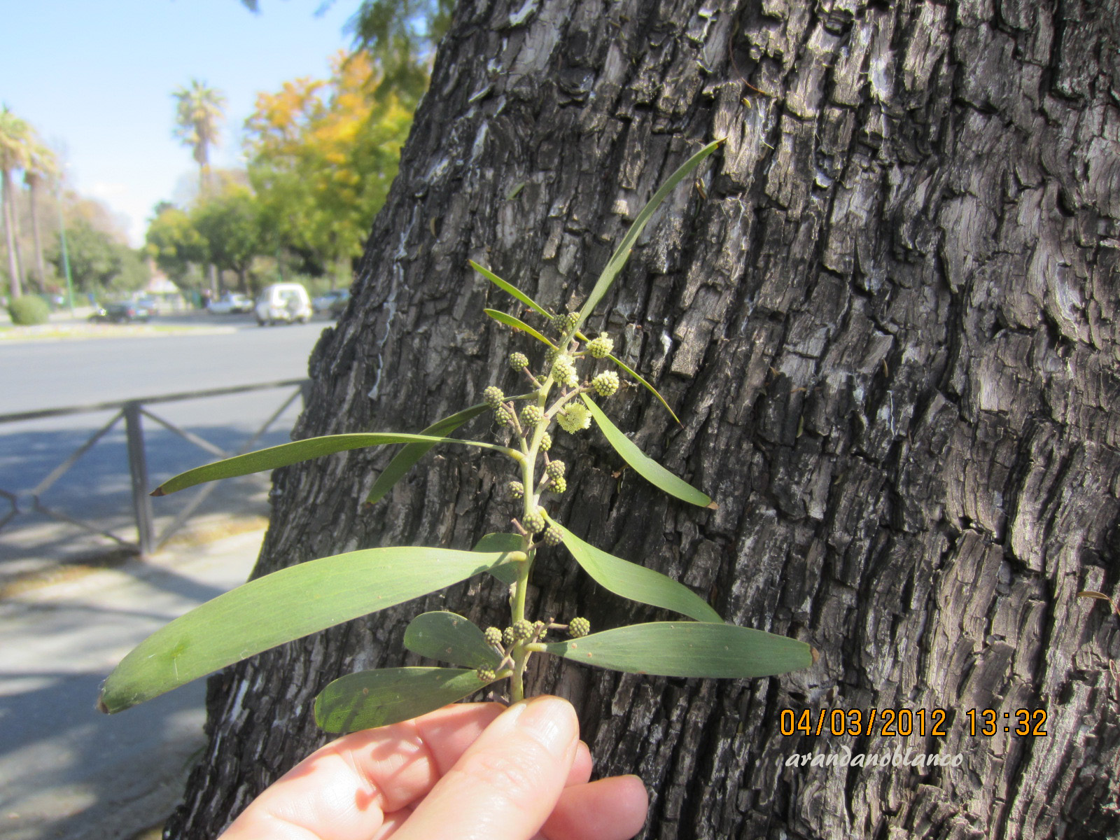 elarbolmiamigo-encinarosa: Acacia negra / Aromo australiano / Acacia ...