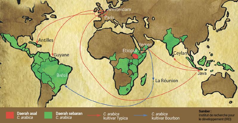 The History of Coffee Cultivation | Coffee Bean