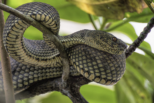 Ular Asli Indonesia: Trimeresurus purpureomaculatus