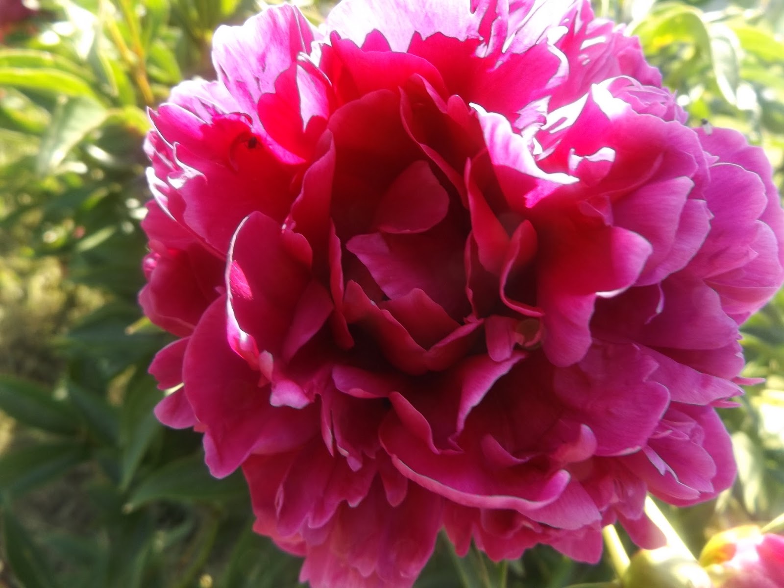 Early Summer Flowers 2015 (Floral Photography) by Cassie Kinney ...