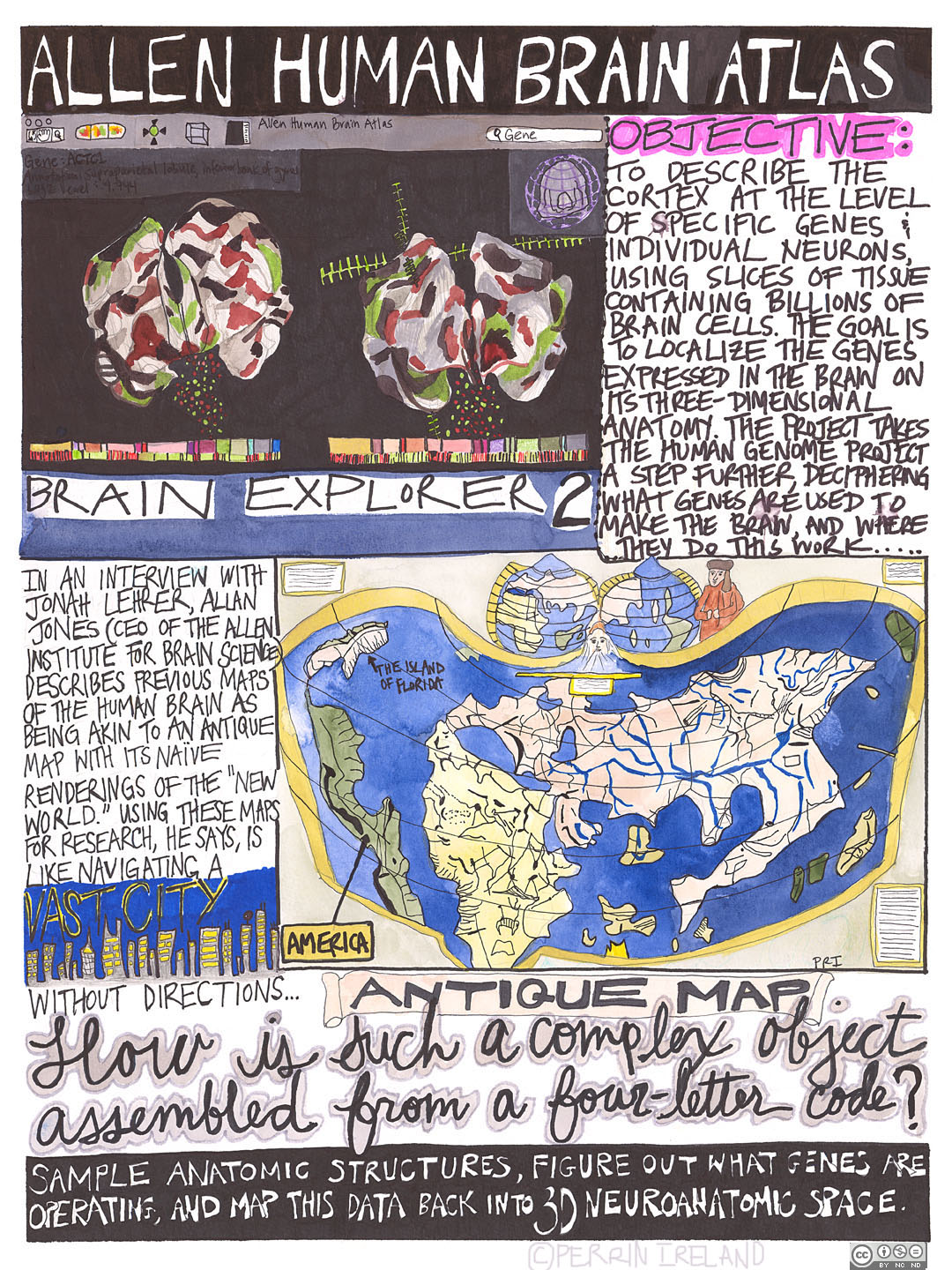 Small and Tender: Allen Human Brain Atlas