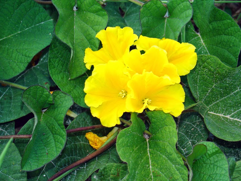 Flora de Puerto Rico Ilustrada Papo Vives: CONVOLVULACEAE MERREMIA ...