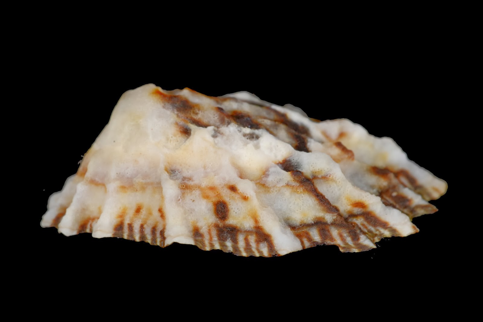 Dr. Lee's Gallery Museum: Lottia scabra 24.50mm