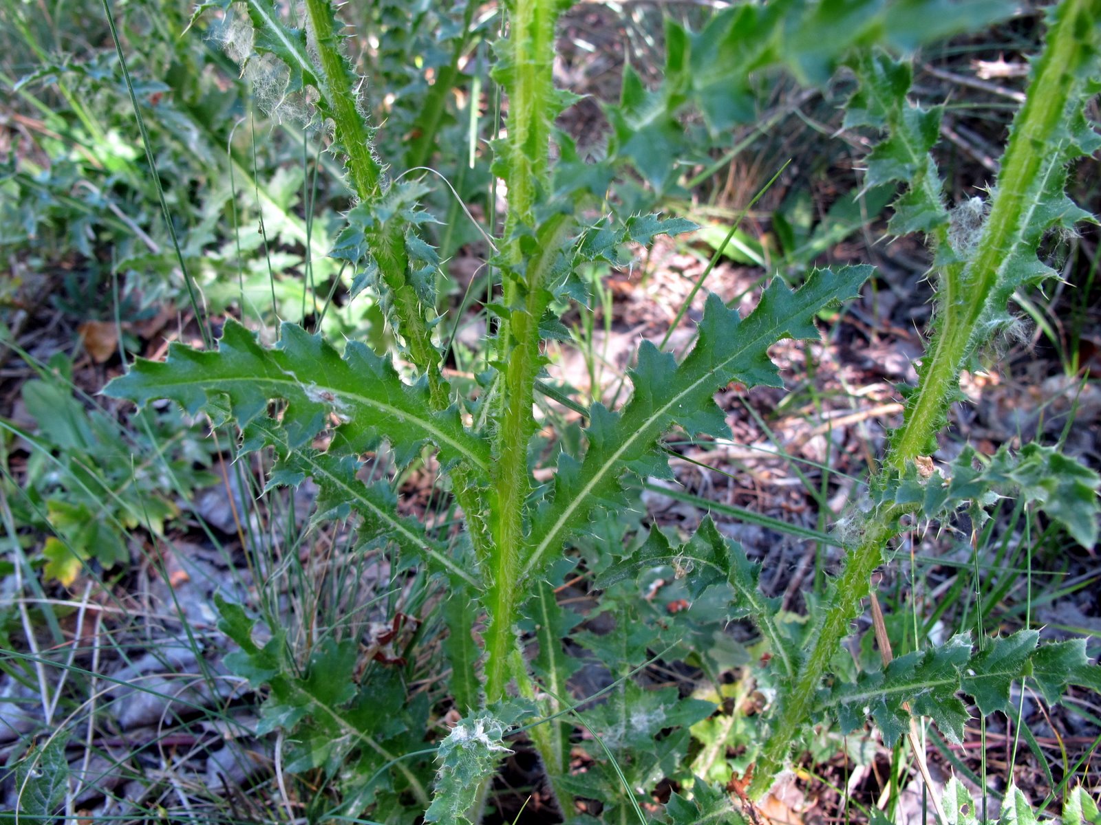 FLORA NEL SALENTO e.. anche altrove: 01/26/12