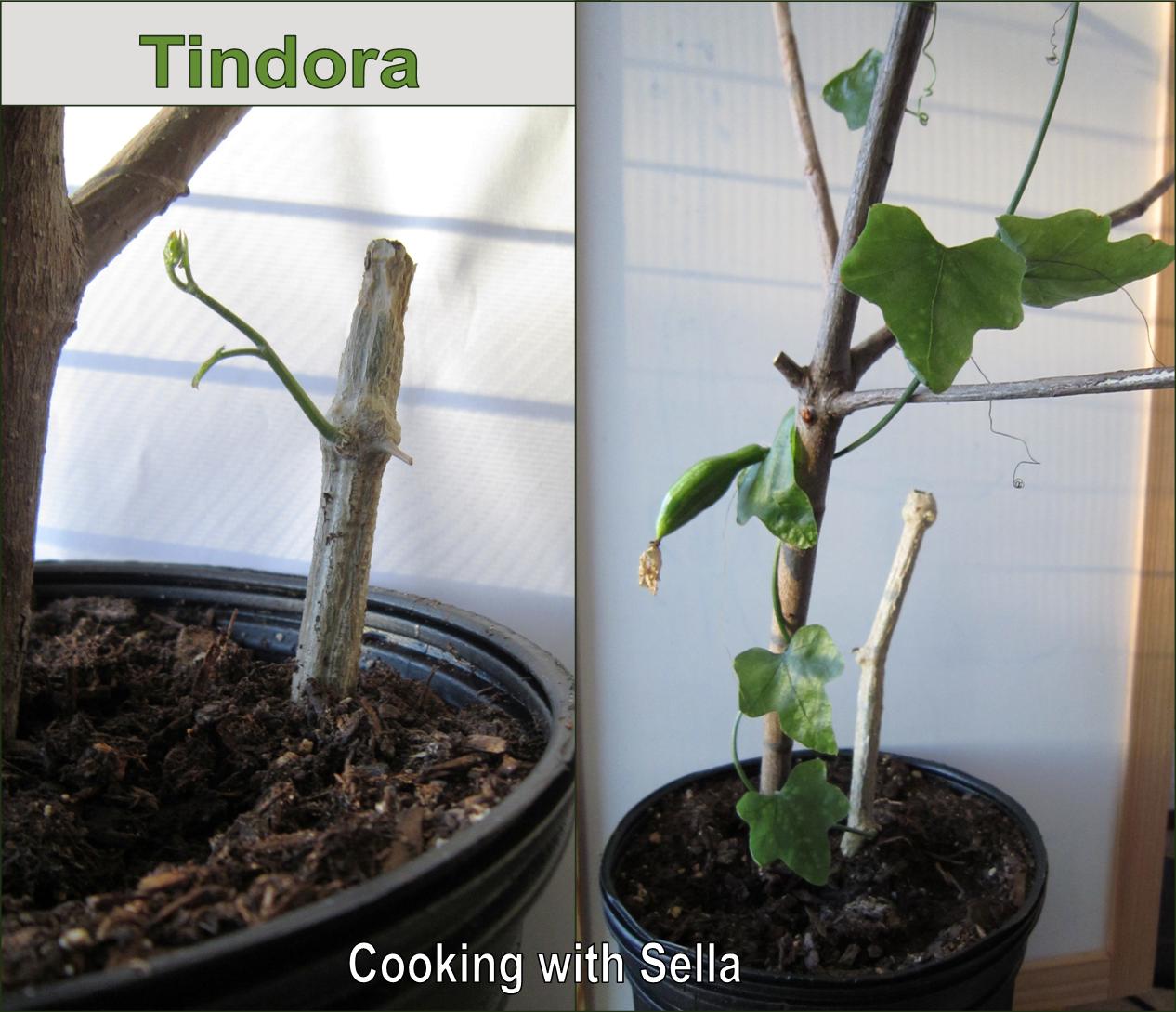 Cooking with Sella: Growing Tindora - Indian Vegetable