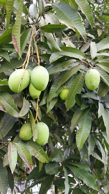 Warisan Petani: Buah Kuini