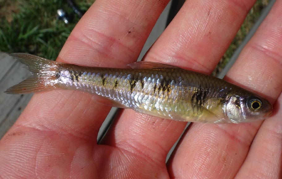 Ben Cantrell's fish species blog: VA / NC trip part 2 - Dan & Roanoke ...