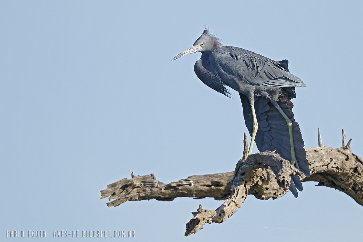 mis fotos de aves: Egretta caerulea Garza Azul Little Blue Heron