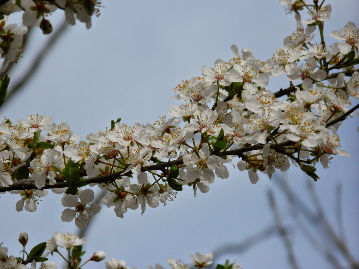 LA MULTI ANI, ROMANIA!: Pom inflorit
