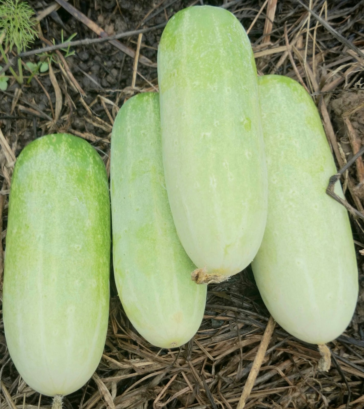 PERKEMBANGAN TIMUN MINI DI KBR - Rangkuman Cara Bertanam Lengkap