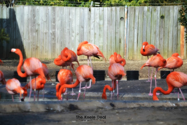 Visiting the Smithsonian National Zoo in Washington DC - The Keele Deal