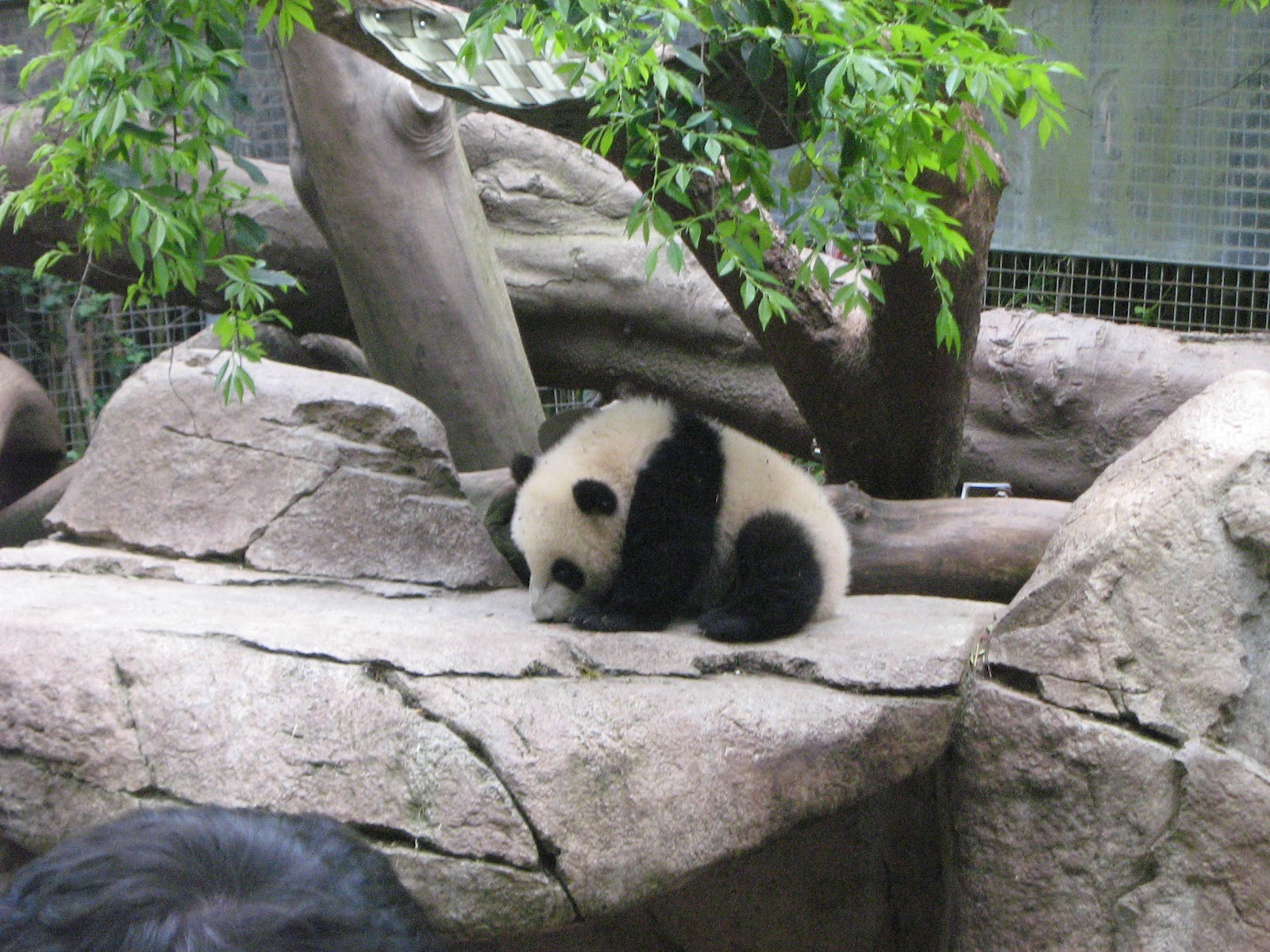 The Traveling Mandolin: 10 Photos of Cute Fuzzy Animals