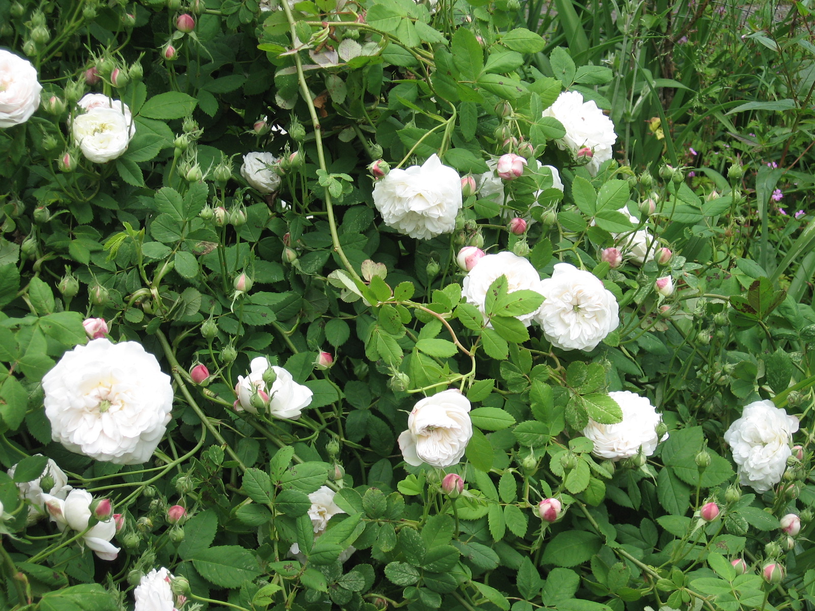 Weeding on the Wild Side: Next Wave of Fragrant Flowers