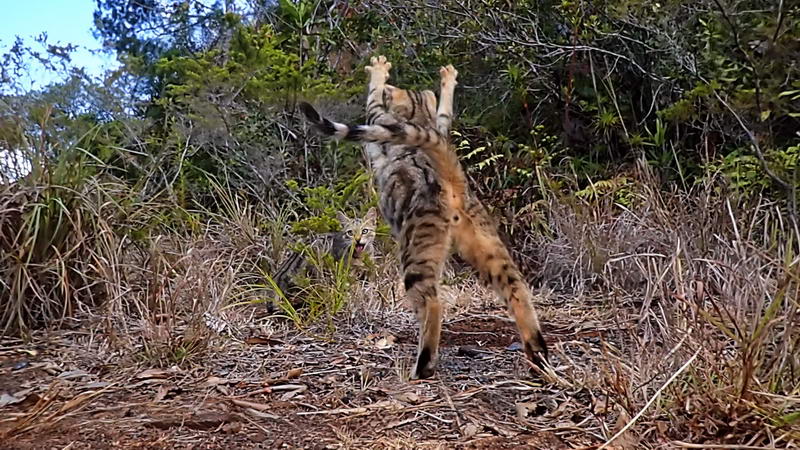 Captured by Feral Cats 2