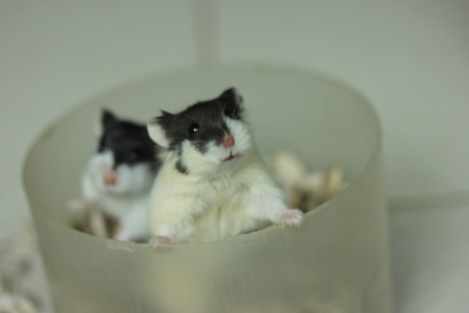 Gallery Hamster 8 ( Campbell Blue Mottled / Panda Blue ) | Hamster ...