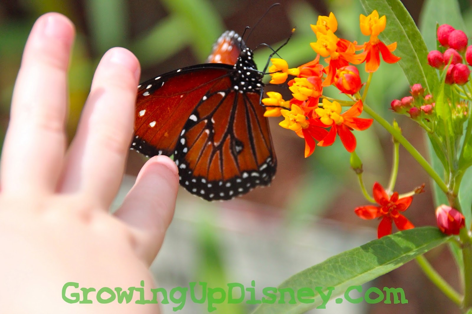 Growing Up Disney: Five Photos: Tinker Bell's Butterfly House