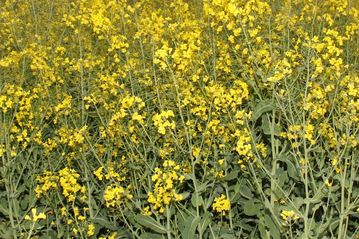 Fra Limfjordens bredder...: Raps