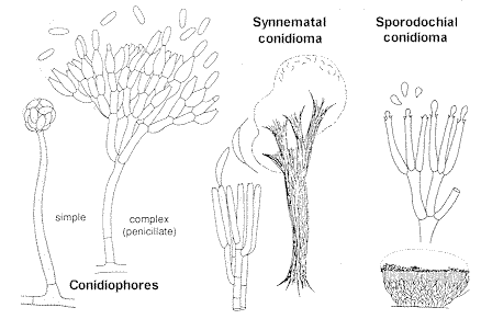 Ciencias de Joseleg: Formación de los conidios, parte 1