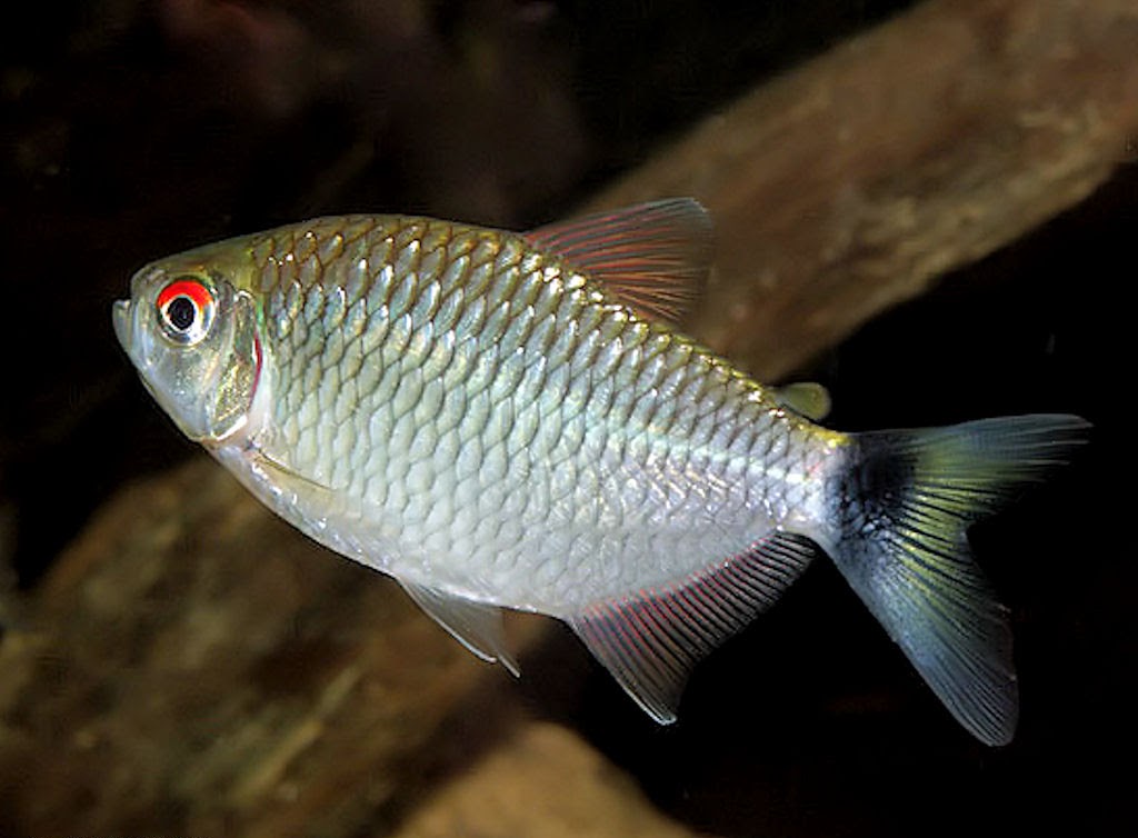 Alma d'Água: Peixes / Characiformes / Characidae