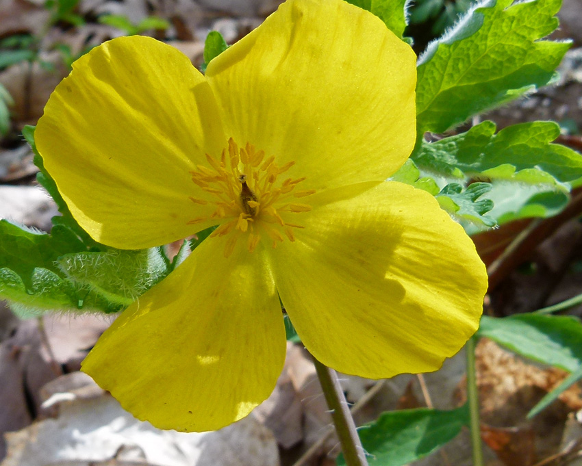 KY Natural Inquirer: It's a Bloomin' Flower!