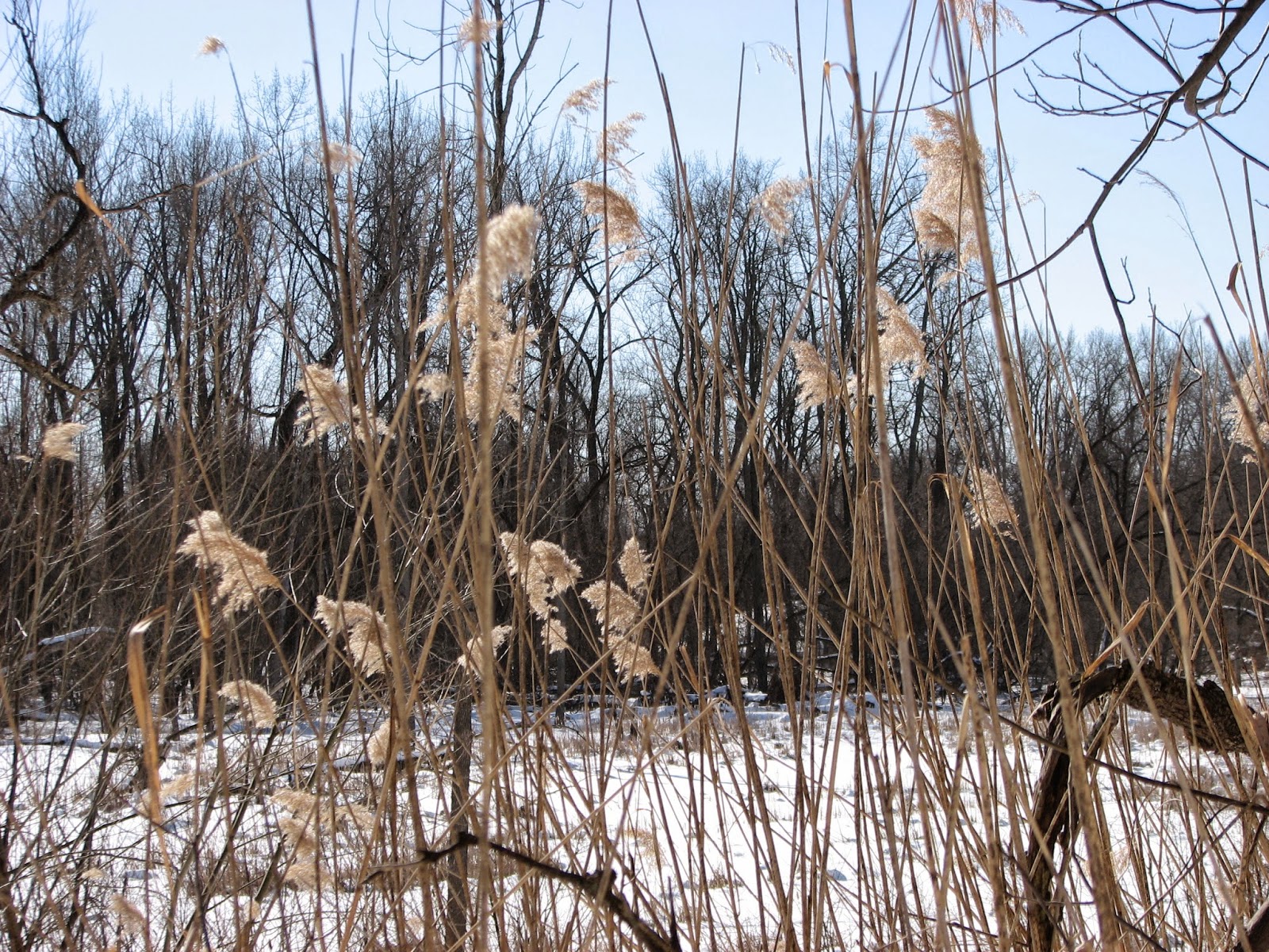 Woodside Natural Area, nature trails-WVPD. (Photos). In search of the ...