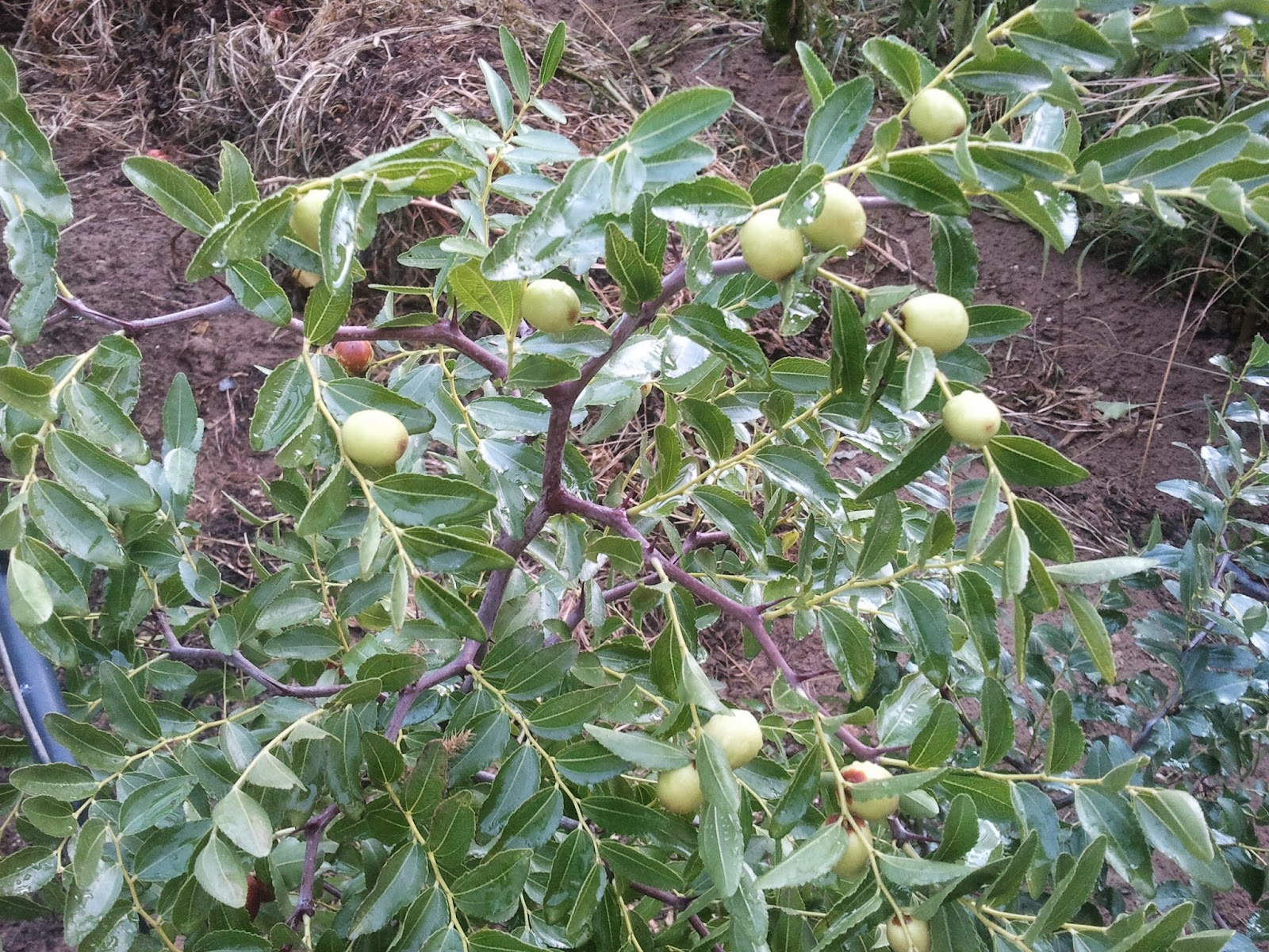 Faenas de la Huerta: La azufaifa, la fruta de otoño olvidada.