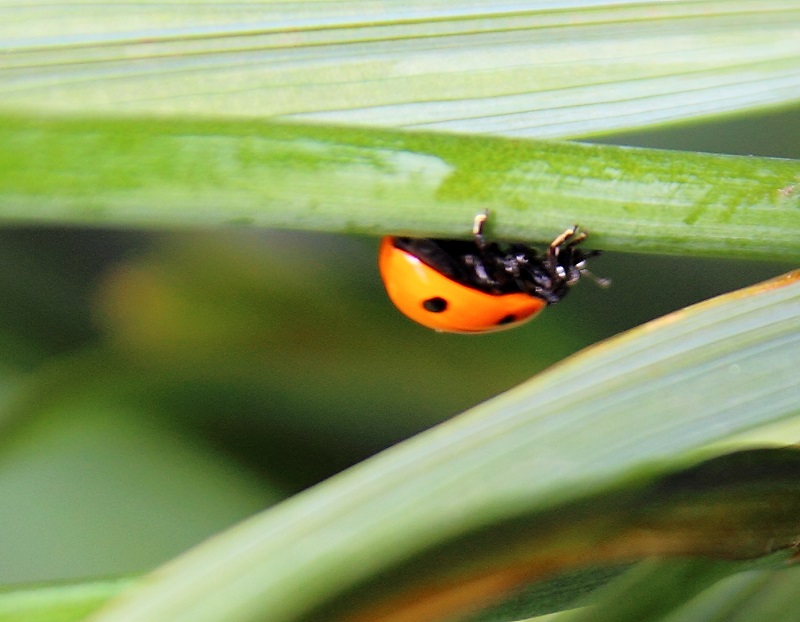 The First Lady Bug (Lady Bird) of Summer