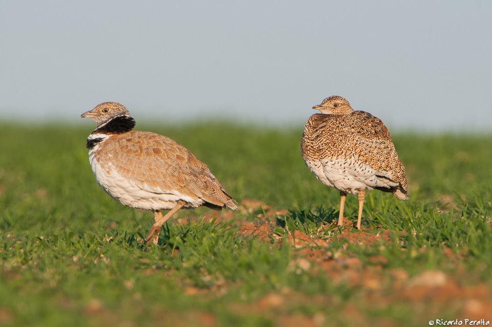Ricardo Peralta. Fotógrafo de Naturaleza: Sisón común (Tetrax tetrax)