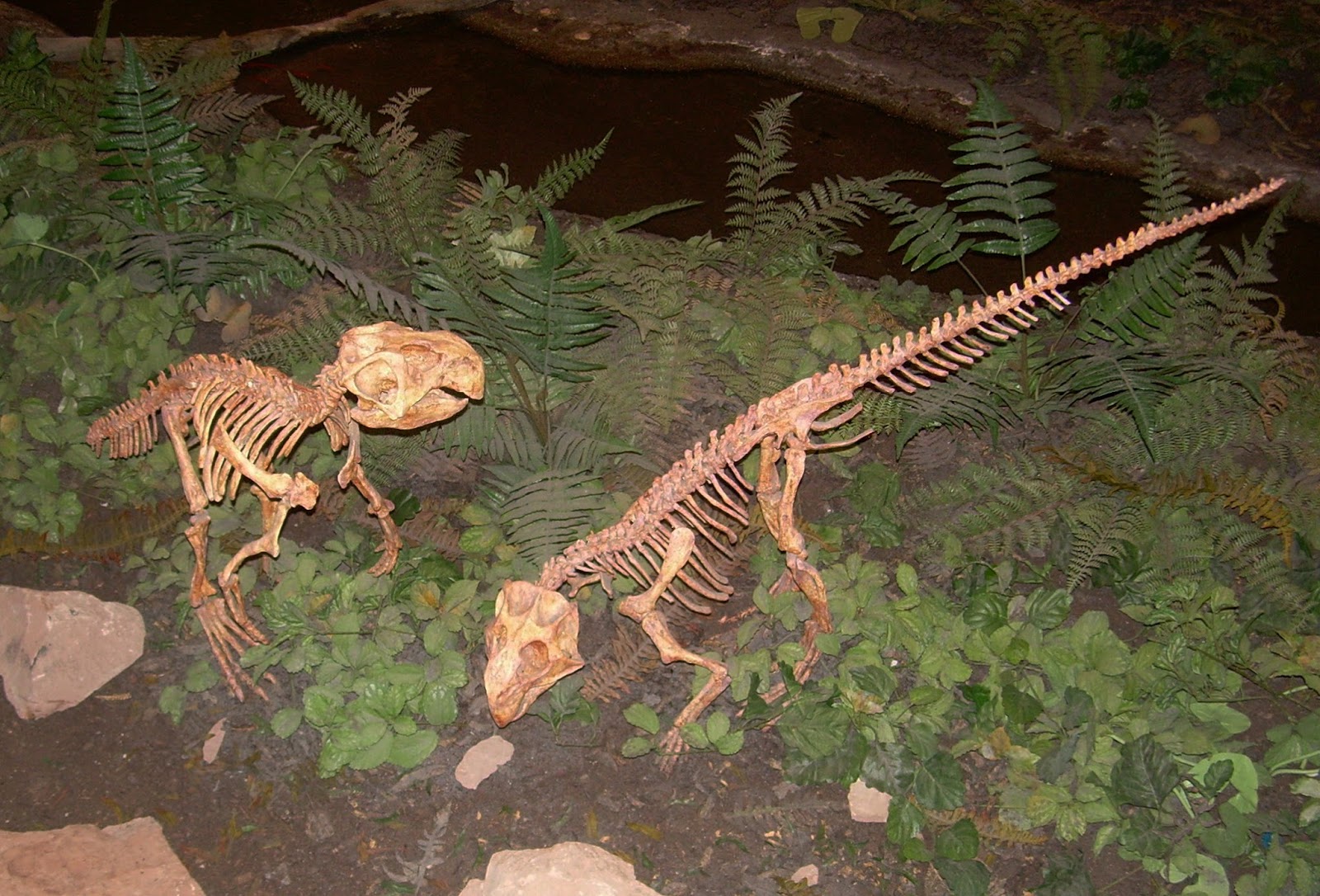 Asiaceratops