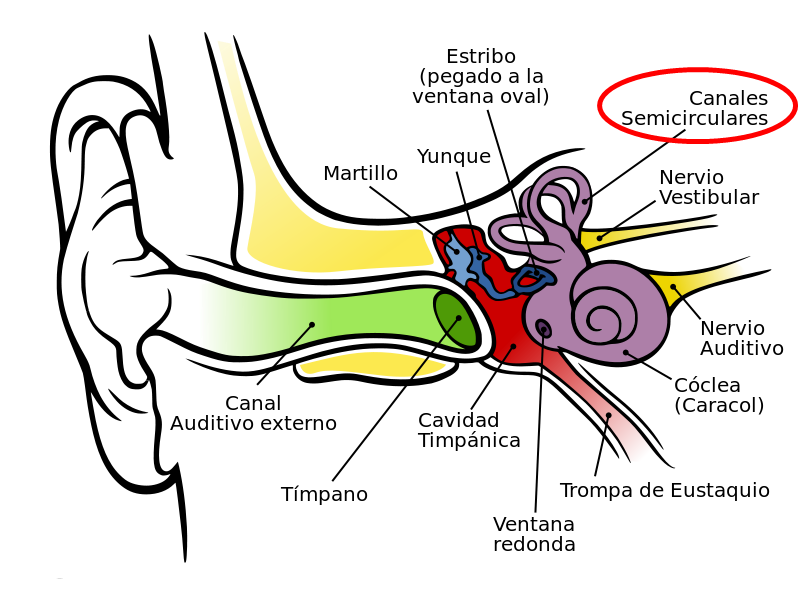 Sistemas Sensoriales