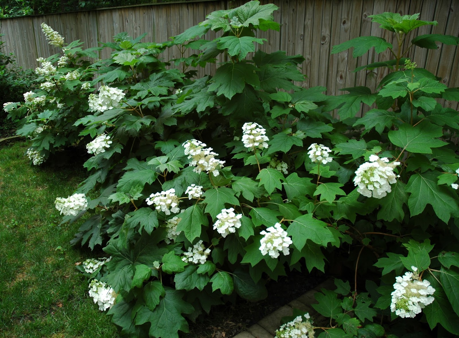 Tin Roof Gardens: The 2013 Tin Roof Gardens Hydrangea Edition, Part 1