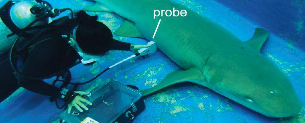 Shark embryos can move around the mother’s womb and eat their “brothers”