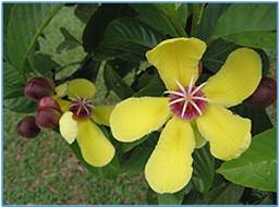All About Science: SIMPUR (Brunei's National Flower) Story
