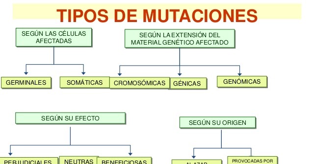 LAS MUTACIONES: TIPOS DE MUTACIONES