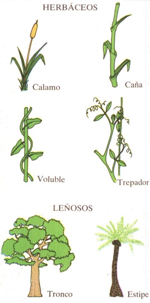 Las Plantas