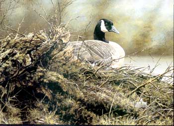 National Wildlife Galleries: Alan Hunt Wildlife Art