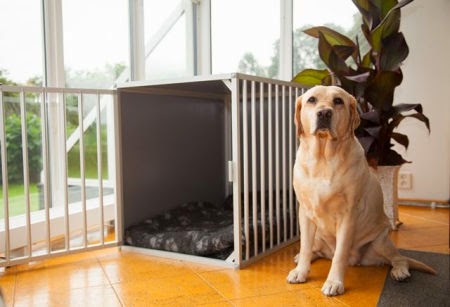 Bench voor de hond. Tips en informatie. | Huisdier Tips
