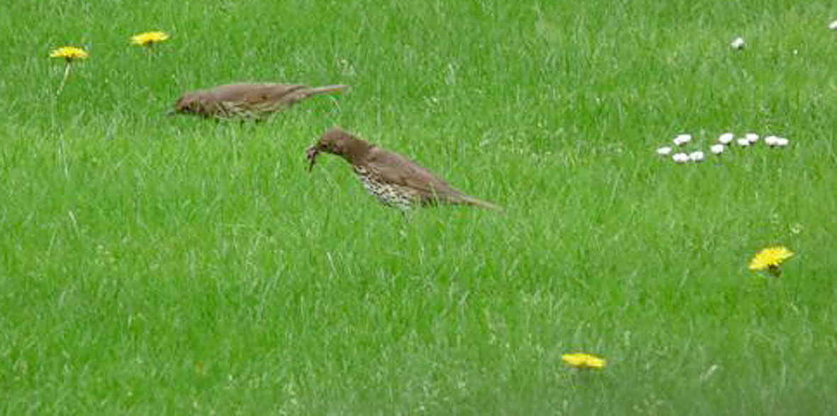 Wild and Wonderful: Beautiful Birds (25): Thrush - Mistle or Song?