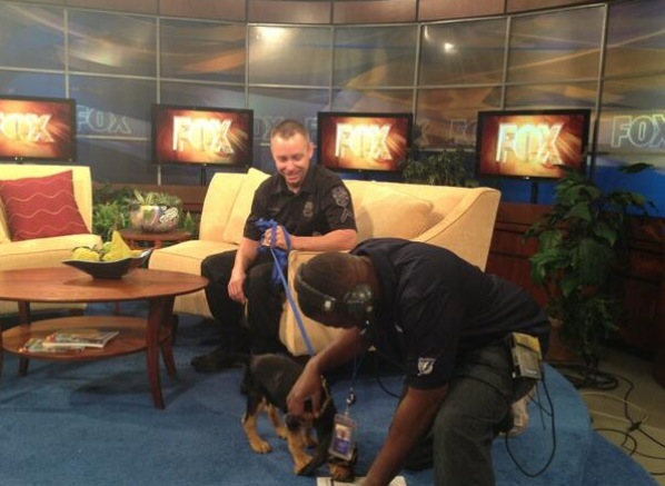Tampa Police Dog with a Blog: Blu's TV Debut on Fox 13's Good Day Tampa Bay