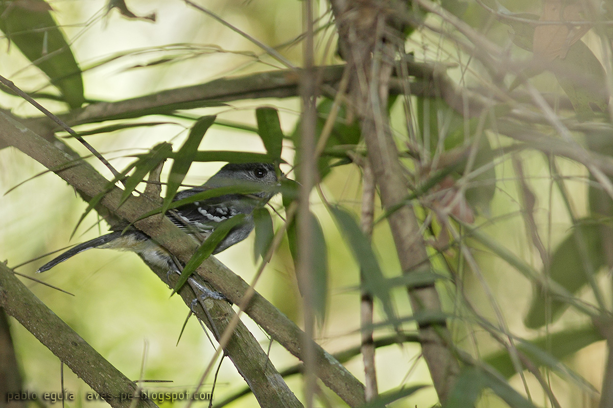 mis fotos de aves: Thamnophilus caerulescens Choca Corona Negruzca ...
