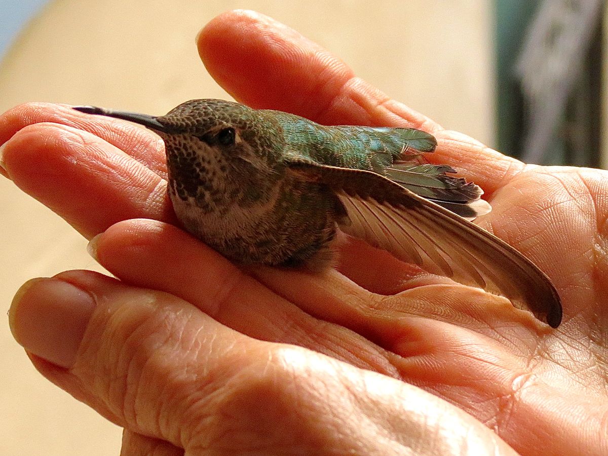 Sharon Lovejoy: How to Hold a Hummingbird?